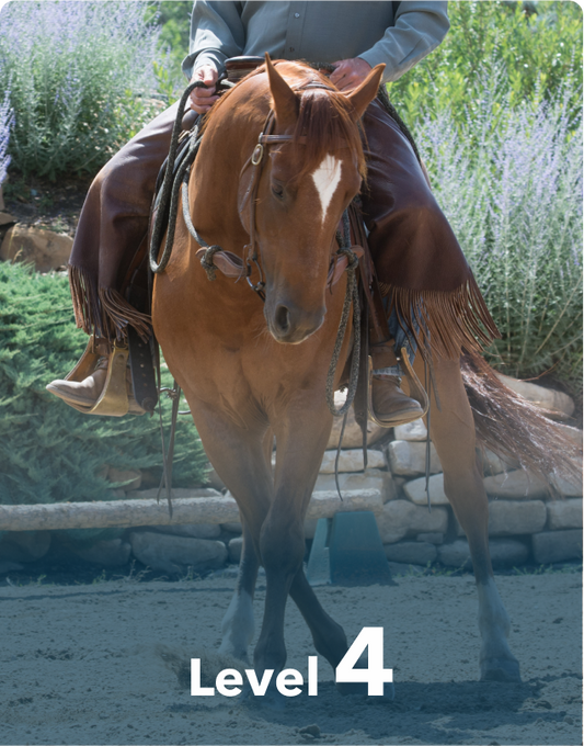 Parelli Natural Horsemanship Canada
